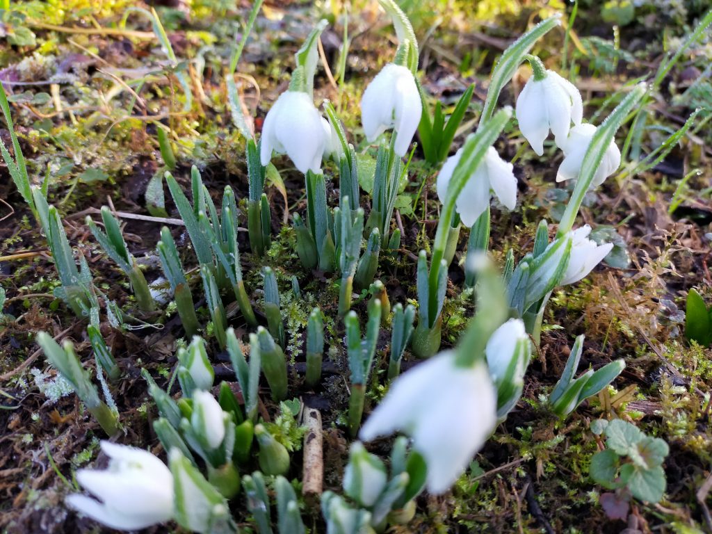 Where to see snowdrops in Somerset | The best places to go