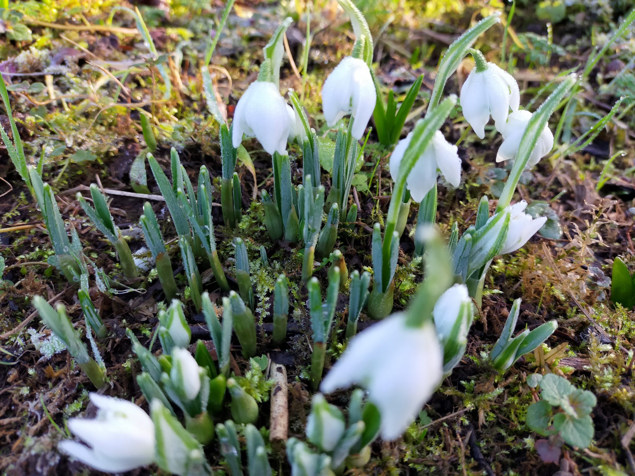 Where to see snowdrops in Somerset | The best places to go