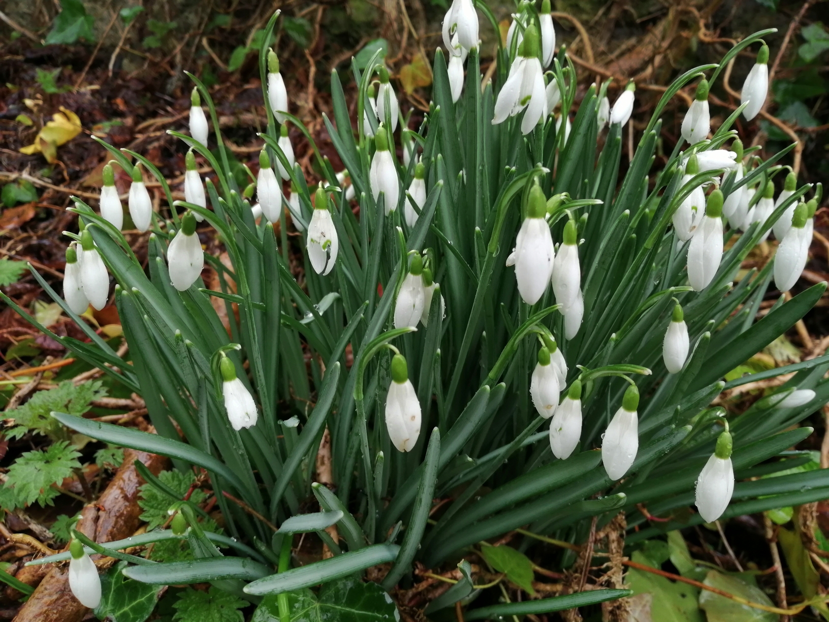 Where to see snowdrops in Somerset | The best places to go